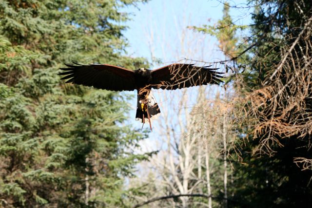 Espèces utilisées en fauconnerie – Association québécoise des ...