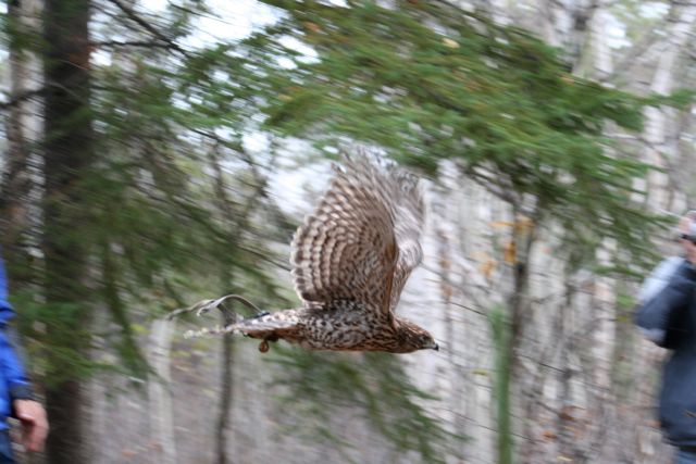 Formulaire inscription – Association québécoise des fauconniers et ...