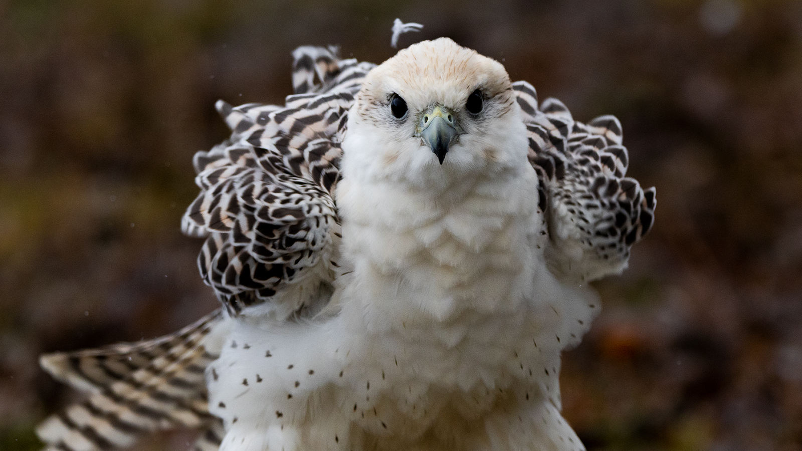 Foire aux questions – Association québécoise des fauconniers et autoursiers